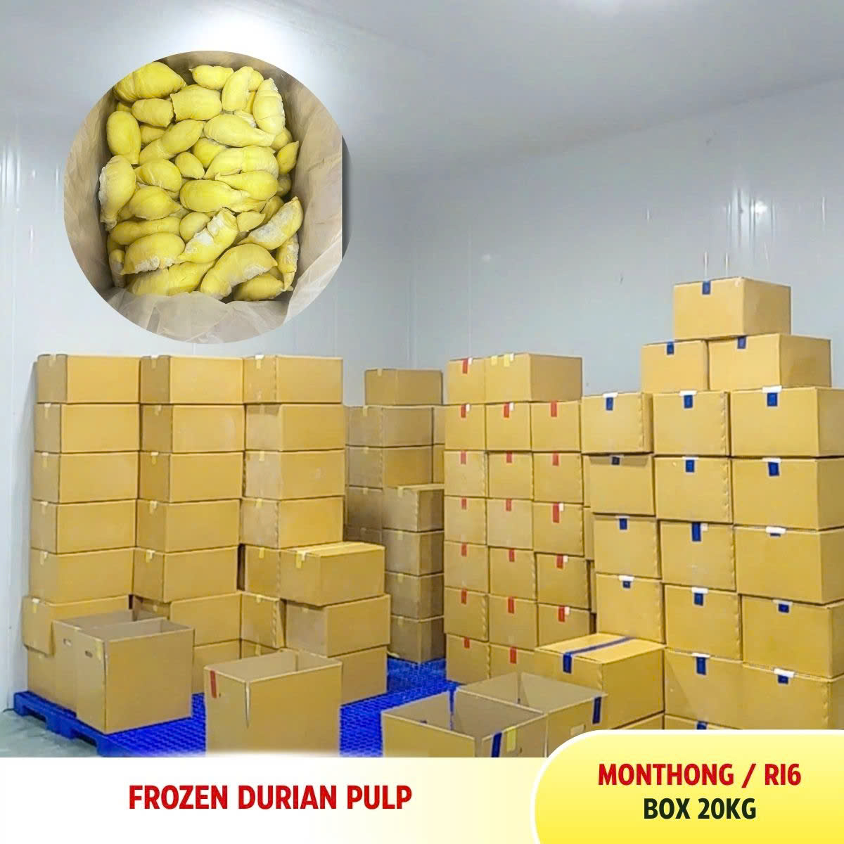 EXPORT-GRADE FROZEN MONTHONG/RI6 DURIAN - Công ty TNHH Công nghệ A&M